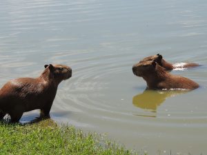 Are Capybaras Smelly – Capybara