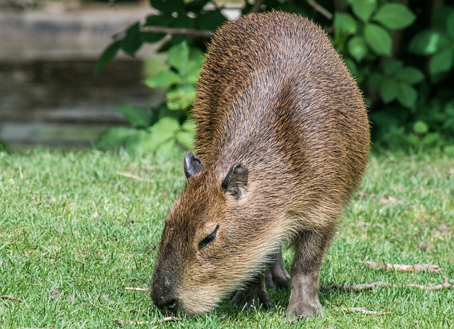Capybara – The Giant Rodent
