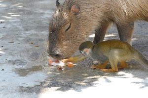 What Do Capybaras Eat – Capybara