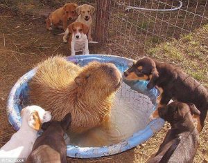 Capybaras With Other Animals – Capybara
